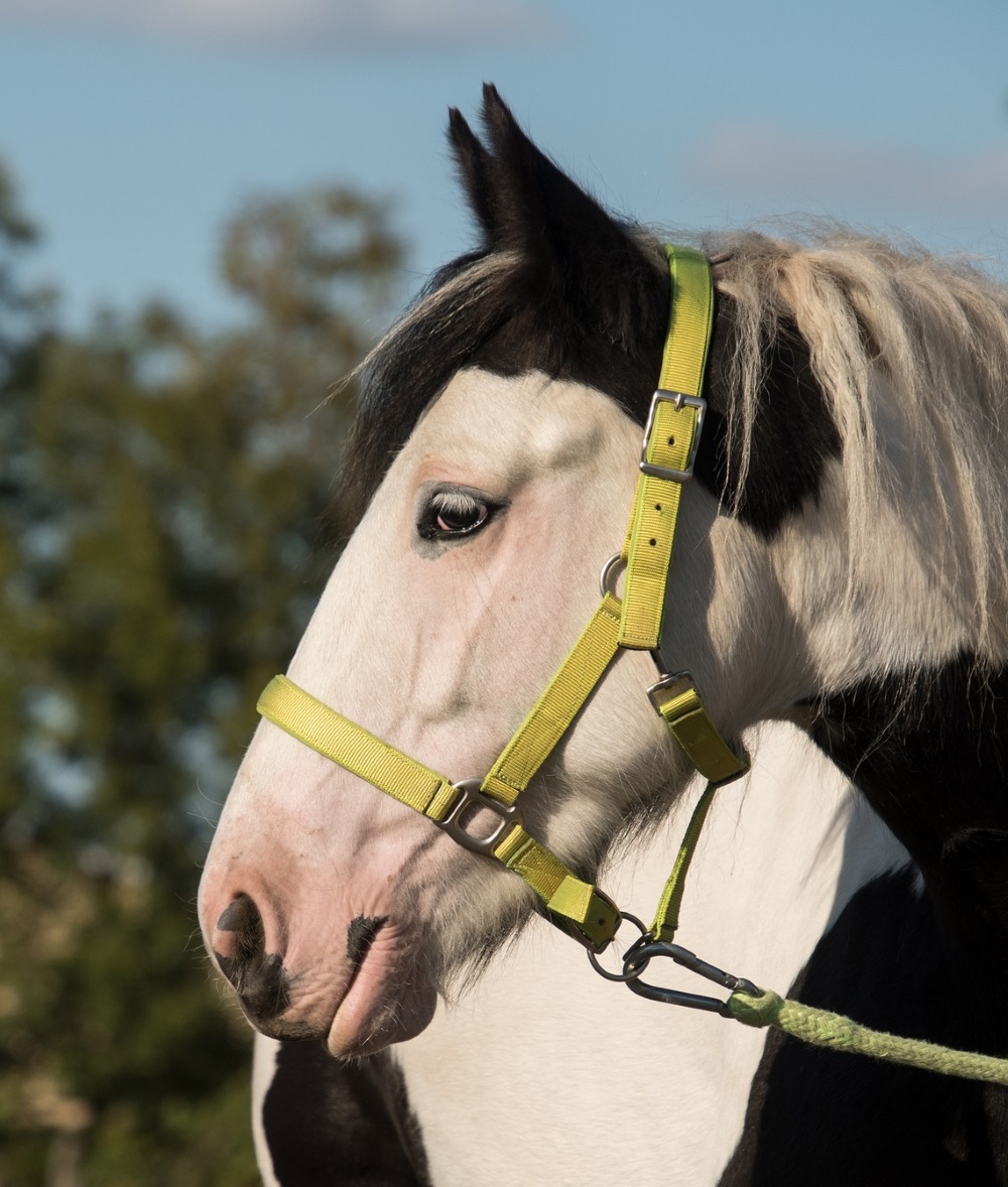 Tinker Kaltblut: Seine Stärken, Charakter und Kennzahlen + viele Fotos